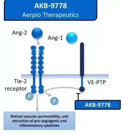 血管生成素(Ang)：视网膜疾病治疗的潜在靶点 - 知乎