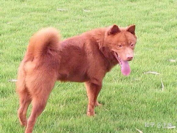 本犬纲目（中国本土犬品种大全） - 知乎