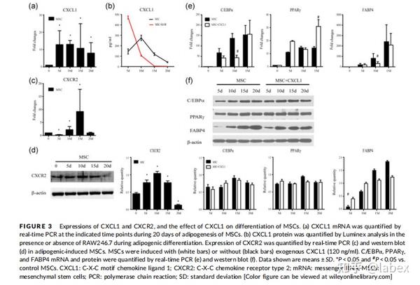 巨噬细胞和CXCR2对骨髓间充质干细胞成脂分化的影响 - 知乎