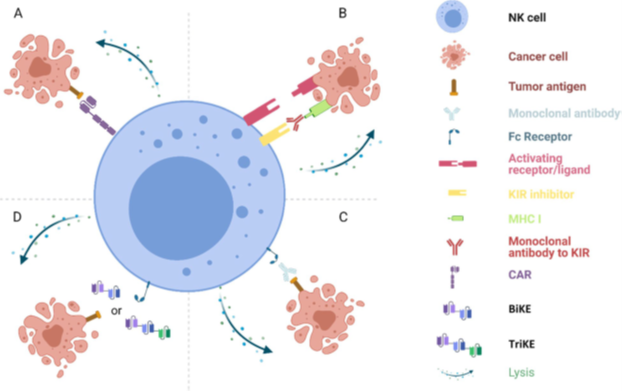 CGT系列 |“抗癌新星”CAR-NK 疗法的挑战及优化策略 - 知乎