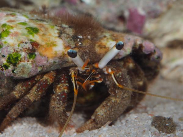 中国海寄居蟹总科图鉴 - 知乎