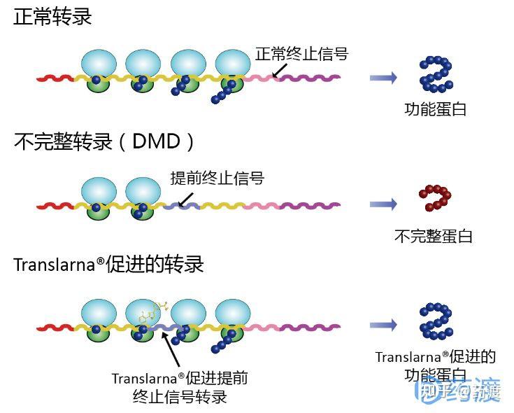 每日一药||Ataluren/Translarna® - 知乎