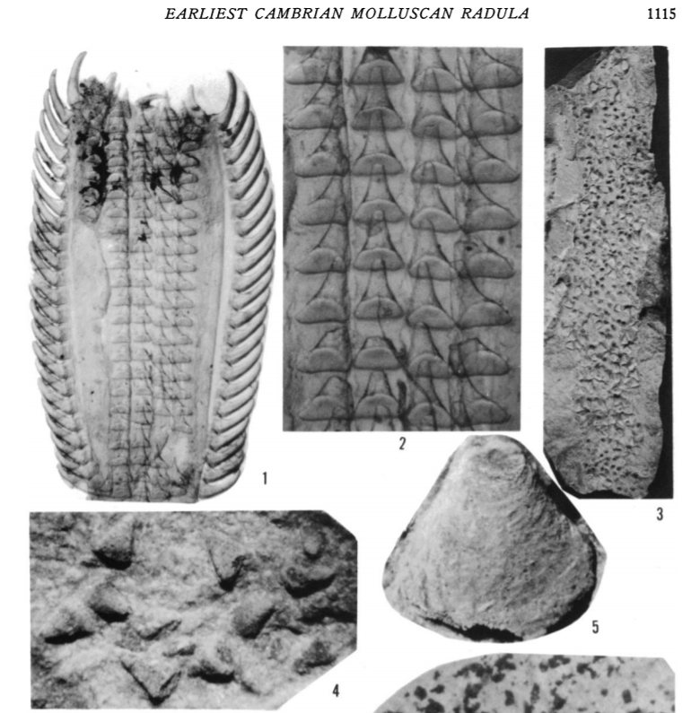 头足纲小传（29）瑕光微明：头足纲的起源，奈特氏锥 Knightoconus - 知乎