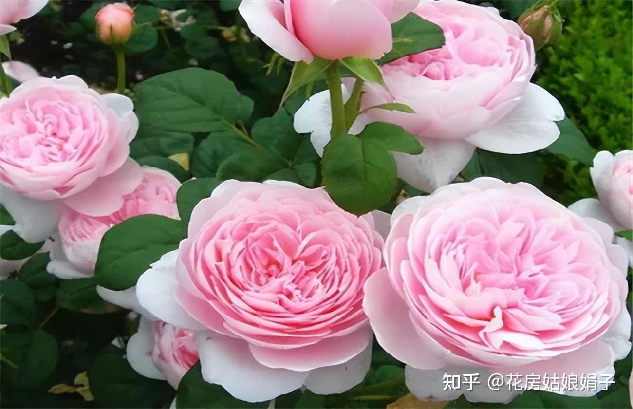 曾经养过的15种藤本月季，优缺点一目了然，比网上宣传靠谱多了 知乎