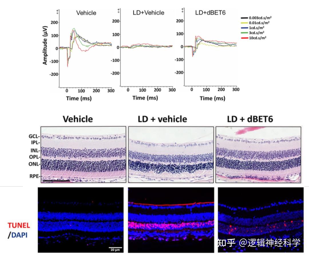 J Neuroinflammation︱中山大学中山眼科中心龚莉莉/李万程报道在新型PROTAC药物dBET6在光损伤中保护视网膜并抑制 ...
