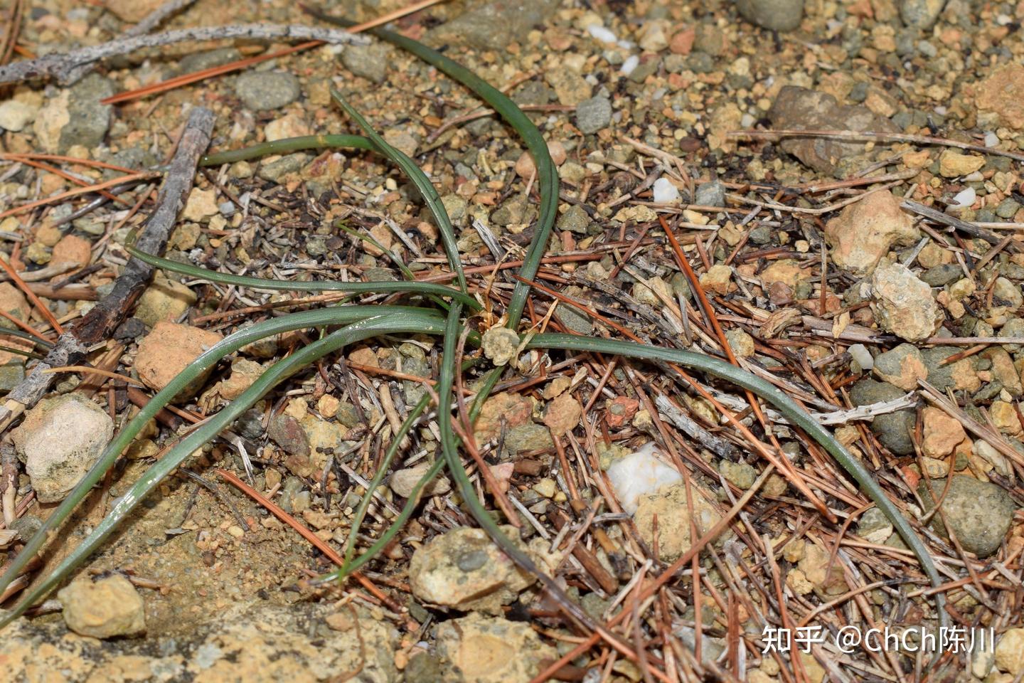 多肉植物全图鉴17：秋水仙科（Colchicaceae），秋水仙属（Colchicum） 原始种A-H - 知乎
