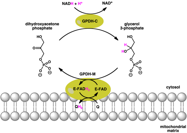 胰岛素抵抗的开关(1)：葡萄糖与脂肪酸 - 知乎