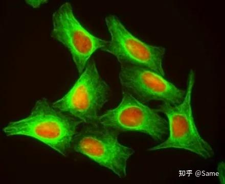 DRAQ5 & DRAQ7细胞核染料 - 知乎
