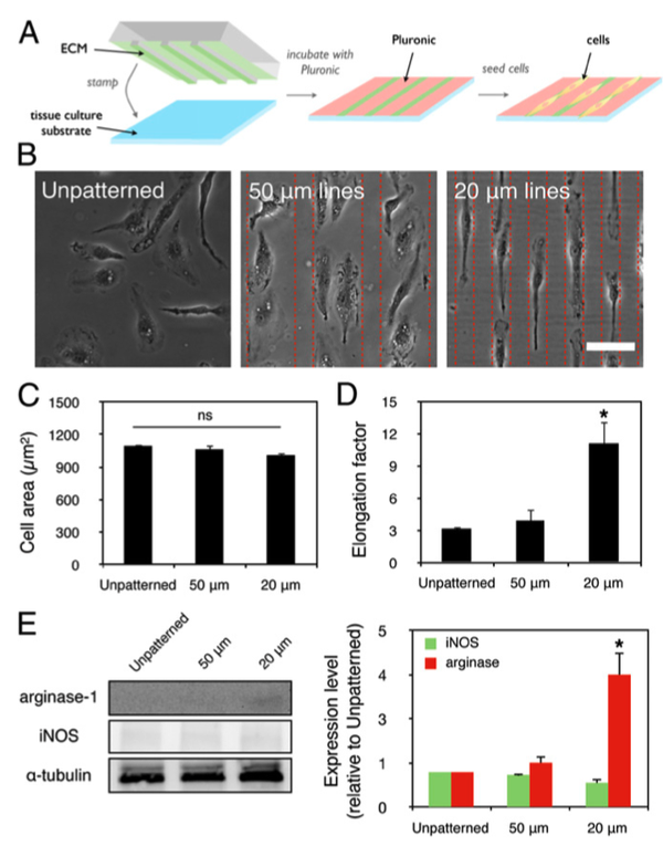 PNAS丨M1-M2巨噬细胞形态学对比 - 知乎