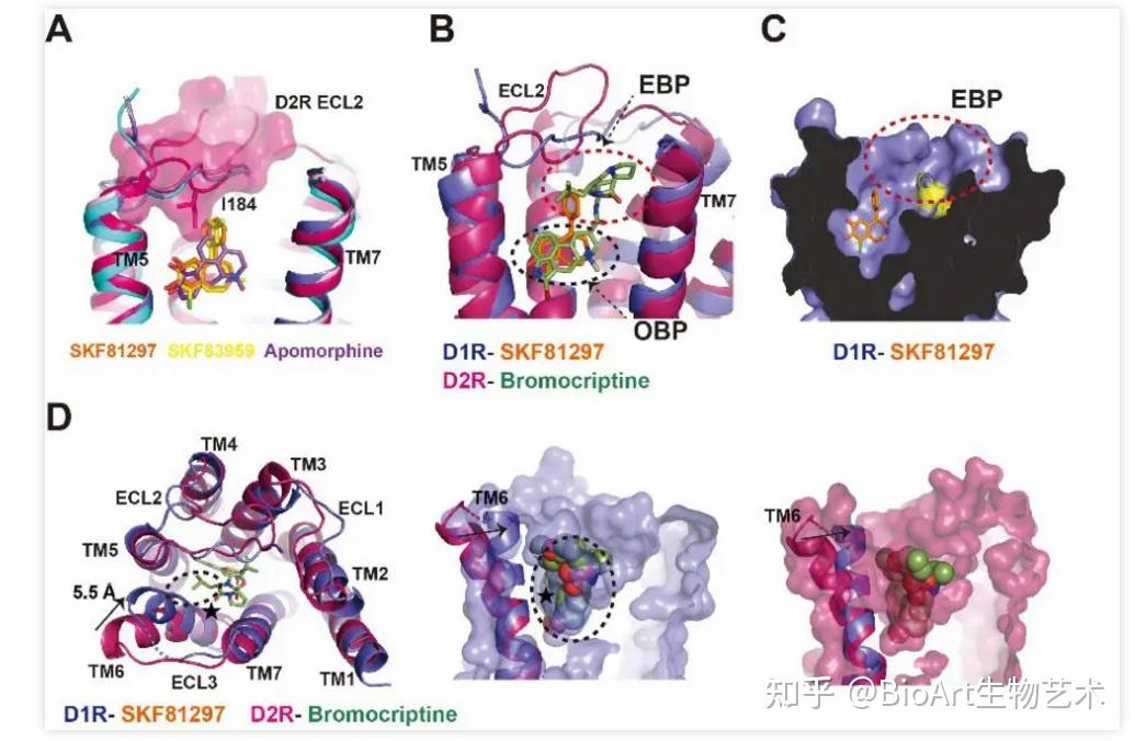 Cell | 徐华强/张诚/张岩合作揭示激活态多巴胺受体D1R和D2R配体选择性和G蛋白选择性的机理 - 知乎