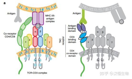 肿瘤治疗种子选手——TCR的结构及新型TCR-T技术 - 知乎