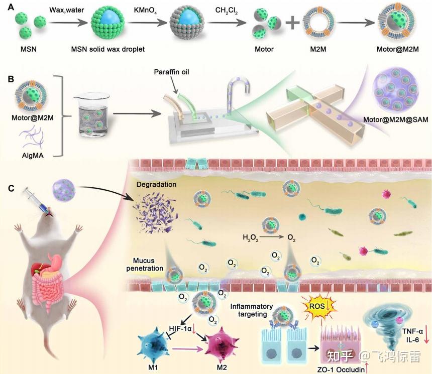 溃疡性结肠炎靶向治疗的M2样巨噬细胞模仿胶束纳米马达口服制剂 - 知乎