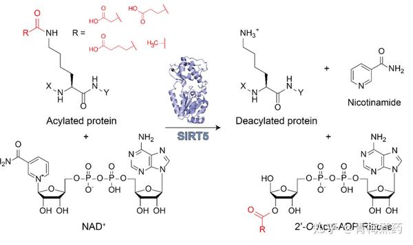 药物发现 | 蛋白质赖氨酸脱酰基酶Sirtuin 5（SIRT5）的治疗潜力和活性调控 - 知乎