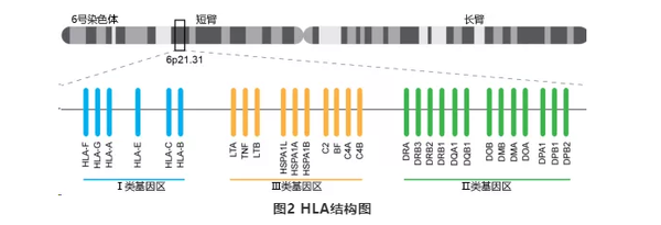 神奇的配型——HLA为啥这么有“型”？ - 知乎