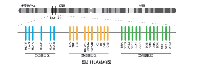 神奇的配型——HLA为啥这么有“型”？ - 知乎