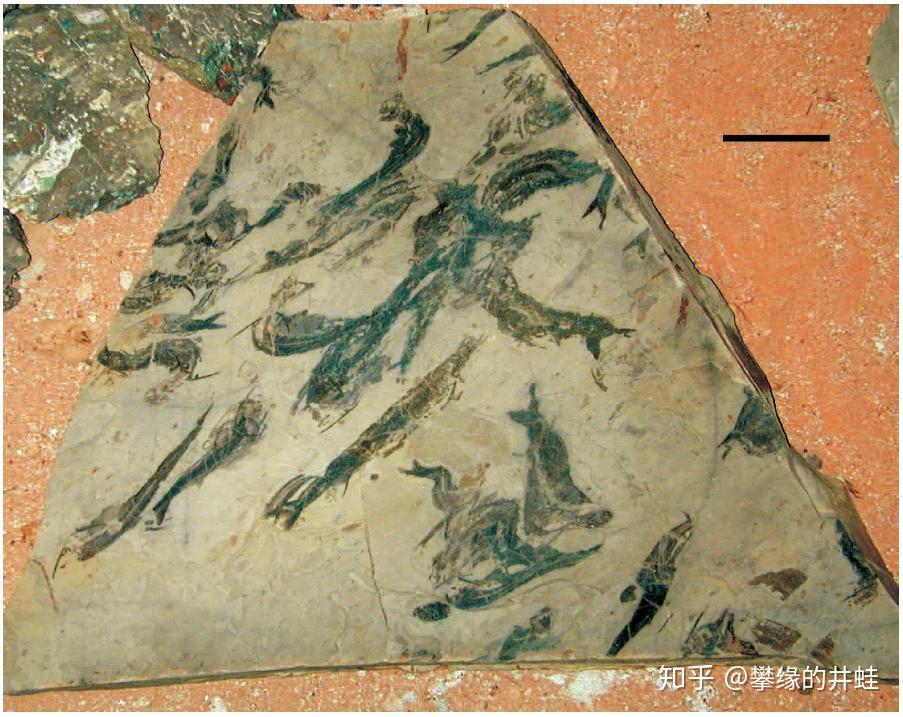 【地球演义】锦鳞记6：金鱼池畔草蒙茸 - 知乎