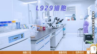 L929细胞培养，小鼠结缔组织L细胞株929克隆培养攻略-丰晖生物 - 知乎