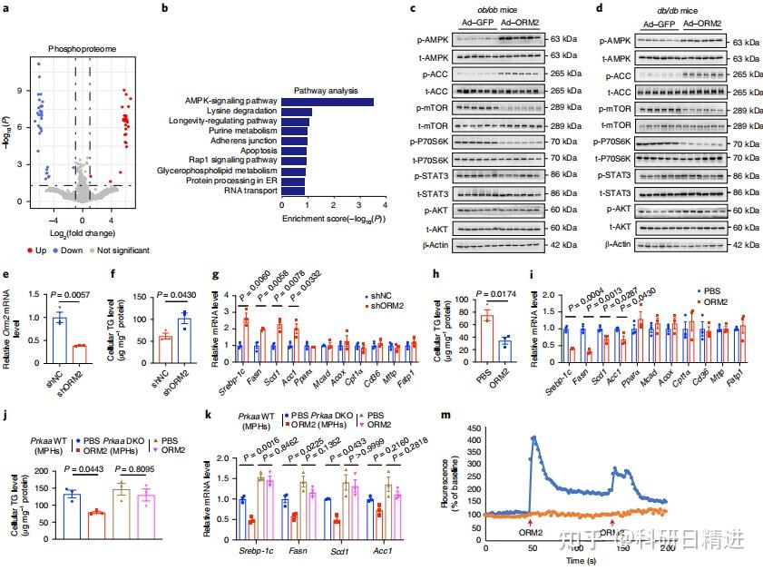 Nature metabolism丨肝脏因子ORM2通过抑制脂肪从头生成维持肝脏脂质稳态 - 知乎