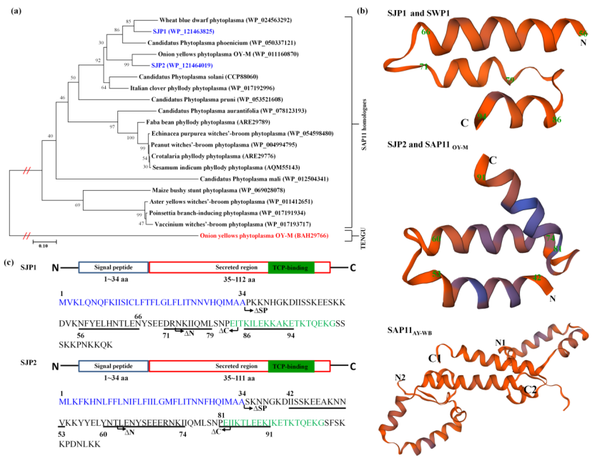 客户文章|Plant Cell Environ.枣植原体效应因子SJP1和SJP2诱导枣侧芽不断萌发形成丛枝 - 知乎