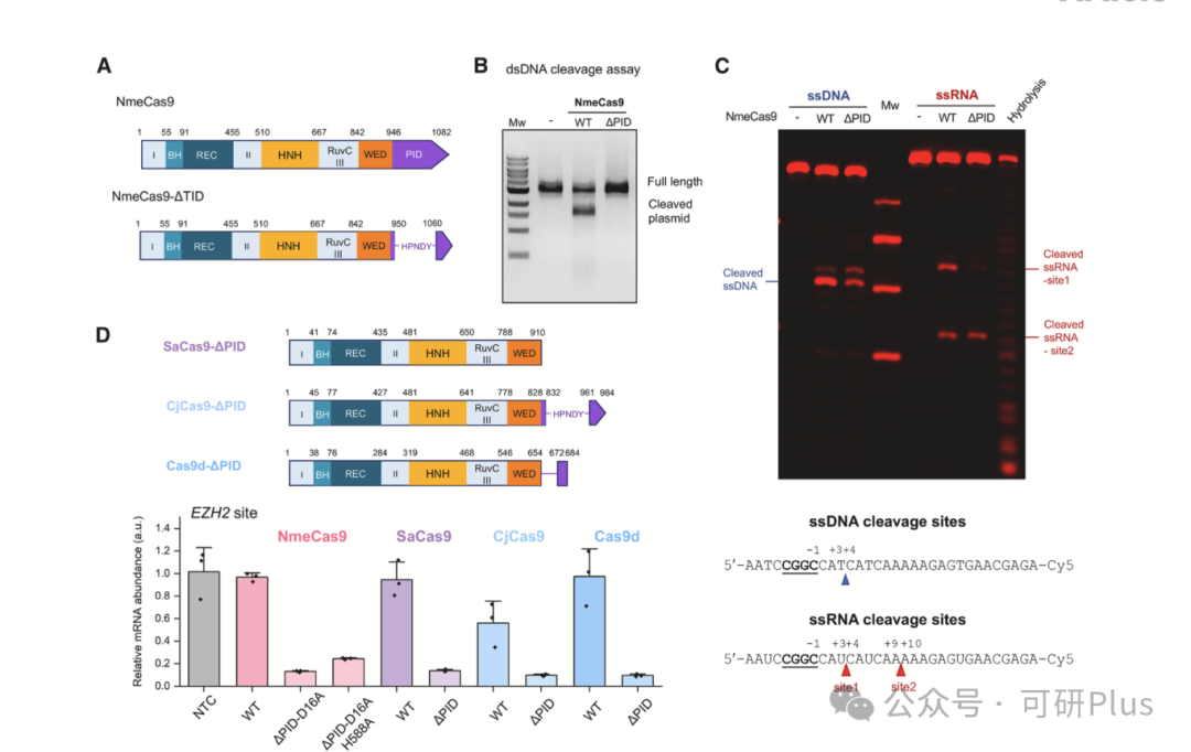 Cell重磅！解锁IscB与Cas9的新功能，高效且无毒的RNA编辑器，优于Cas13！开启精准RNA治疗新纪元！ - 知乎