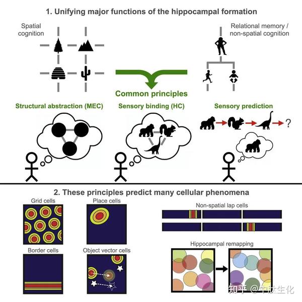 一文看全！《细胞》年度精选：不容错过的9篇论文 - 知乎