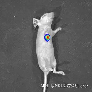 小鼠乳腺癌4T1-luc细胞实验肺转移模型构建 - 知乎