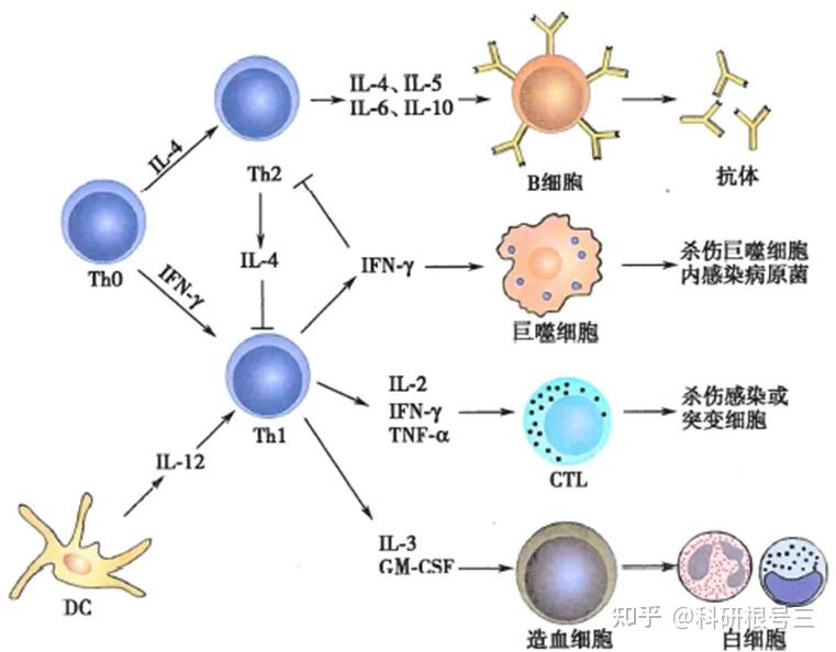 细胞因子综述：作用方式、分类&功能、受体、细胞因子炎症…… - 知乎