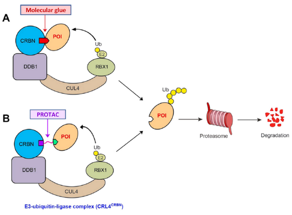 CRBN配体的作用和最新进展 - 知乎