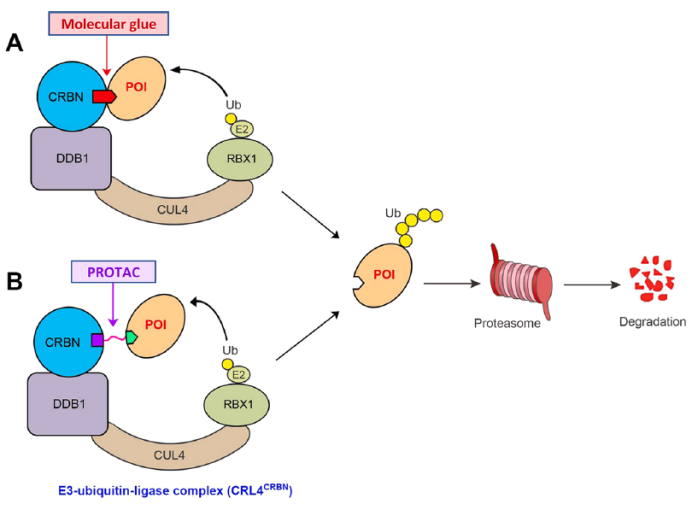 CRBN配体的作用和最新进展 - 知乎