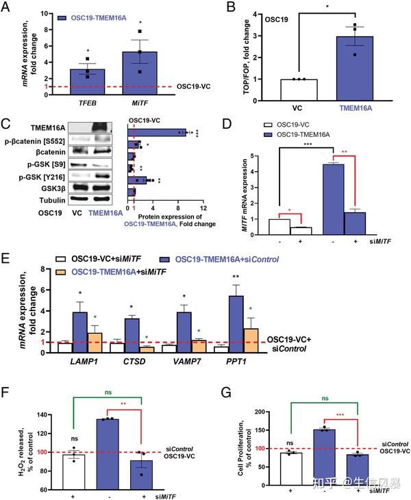 PNAS：溶酶体抑制与顺铂协同作用诱导肿瘤细胞死亡并且治疗头颈部癌症患者 - 知乎