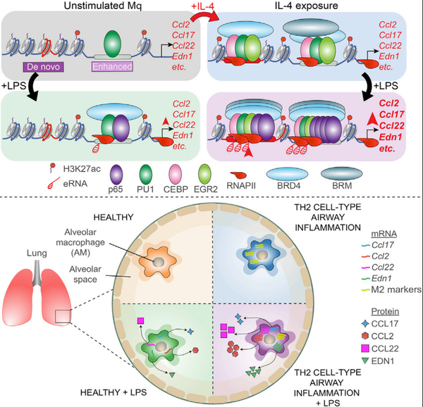 免疫学顶刊Immunity丨IL-4 极化巨噬细胞的表观遗传状态使对 TLR 配体的协同反应延长 - 知乎