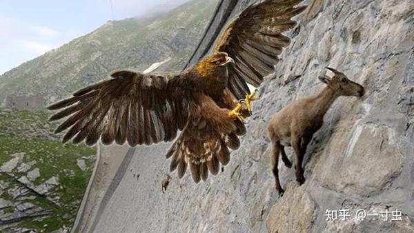 号称猛禽之王的金雕，有啥特别之处？空中击杀天鹅，地面捕食野狼 - 知乎