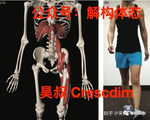 姿势恢复技术（PRI Method）在骶髂关节康复中的应用（上篇） - 知乎