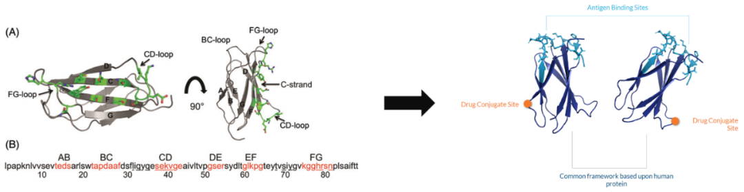 用于寡核苷酸递送的又一款弹头 - 知乎