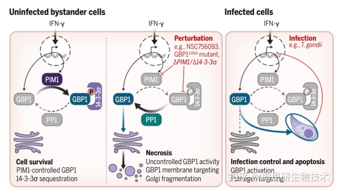 Science | 细胞如何抗感染同时不“自毁” - 知乎