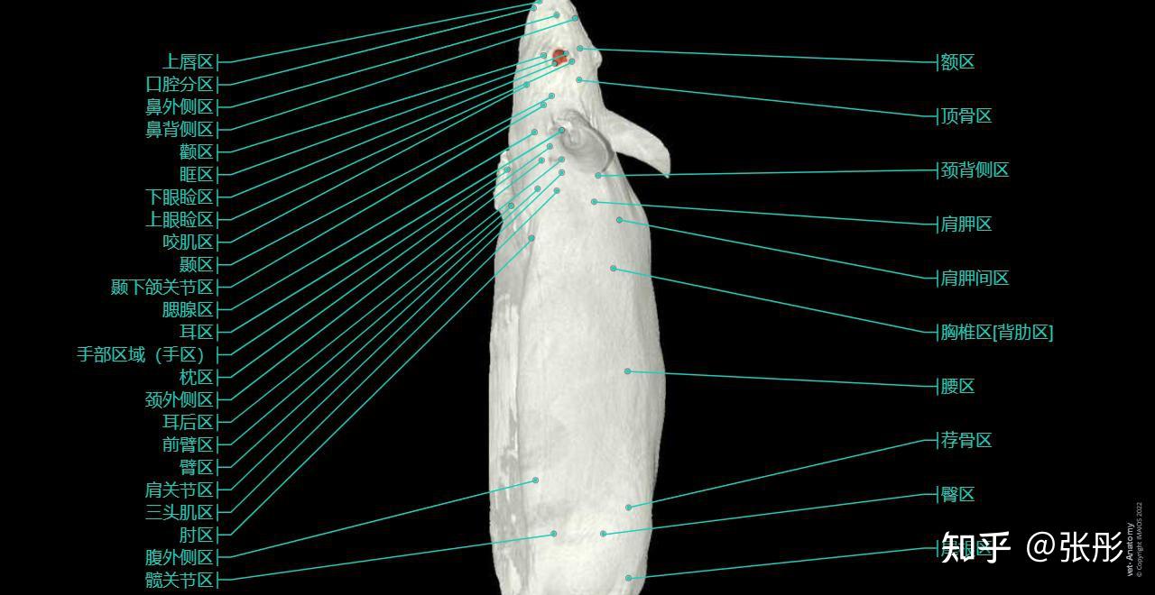 老鼠高画质横断面附标记解剖图（微型CT扫描） - 知乎