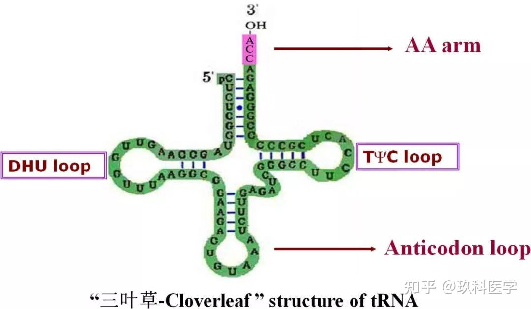 mRNA、tRNA、rRNA在蛋白质合成中的作用 - 知乎