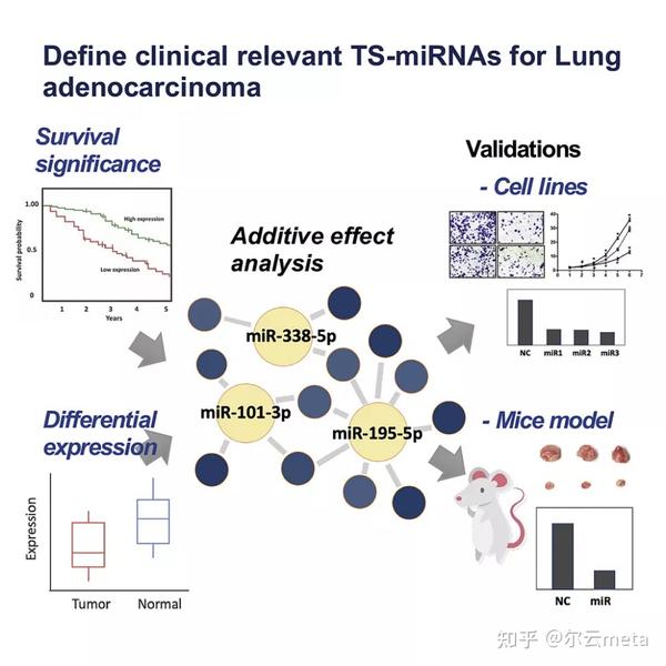 8分+文章带你从临床治疗角度发掘miRNA新思路! - 知乎