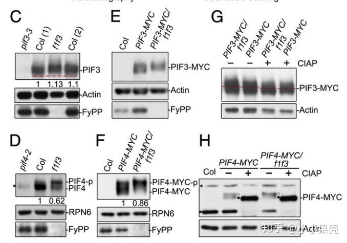 磷酸酶PP6通过去磷酸化PIF蛋白负调控植物光形态建成 - 知乎