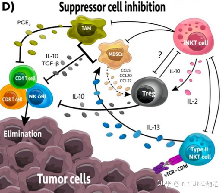 NKT细胞能否助力细胞免疫疗法？ - 知乎