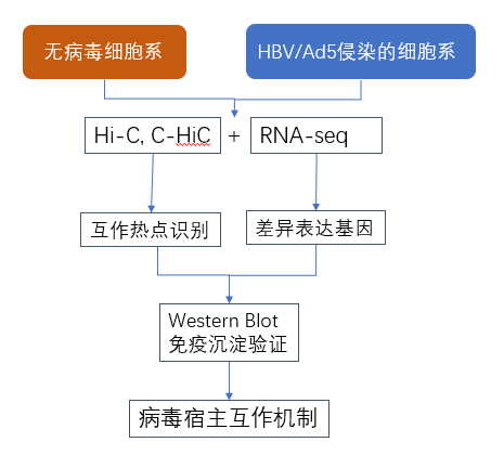 Hi-C测序揭示HBV病毒，Ad5病毒侵染人体细胞的染色质构象影响 - 知乎