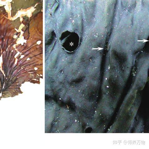 海带目Laminariales:壮丽巨藻，海中森林的创建者 - 知乎