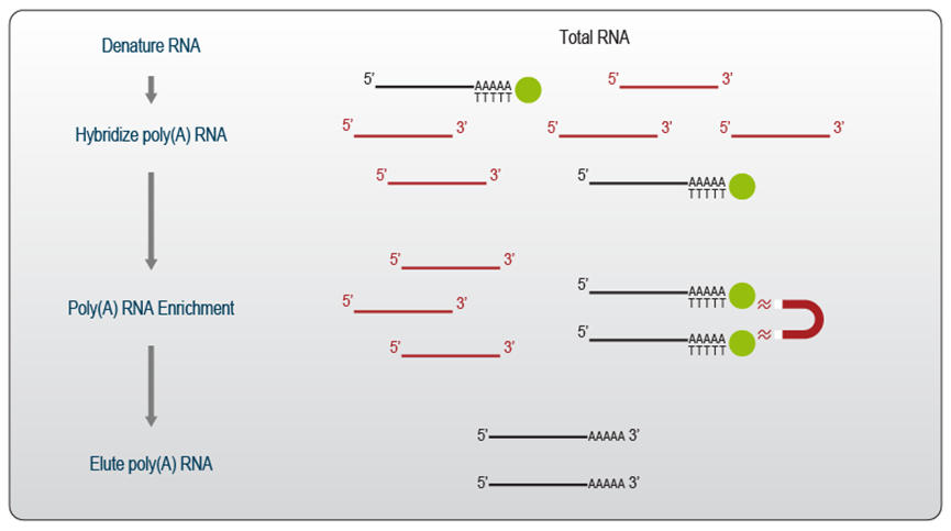 RNA-Seq前处理：mRNA富集还是rRNA去除 - 知乎