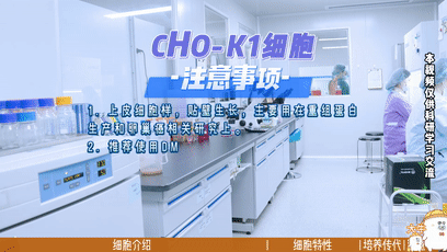 CHO-K1细胞培养，仓鼠卵巢细胞培养攻略 - 丰晖生物 - 知乎