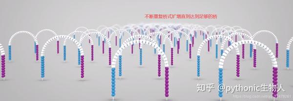 NGS测序原理02-簇生成（Cluster Generation） - 知乎