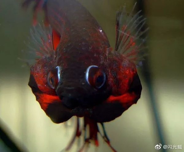 刺鱼？棘鱼？（作者：达达） - 知乎