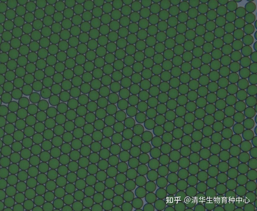 入门指南：DREM cell操作全攻略 - 知乎