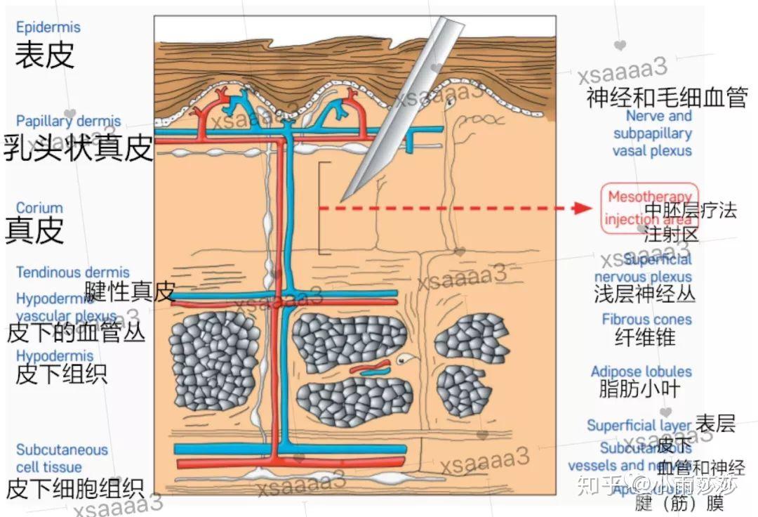 Guna胶原-补充皮肤胶原蛋白的诱导剂 - 知乎