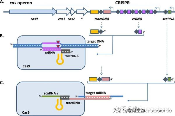 CRISPR-Cas9入门知识学习笔记 - 知乎