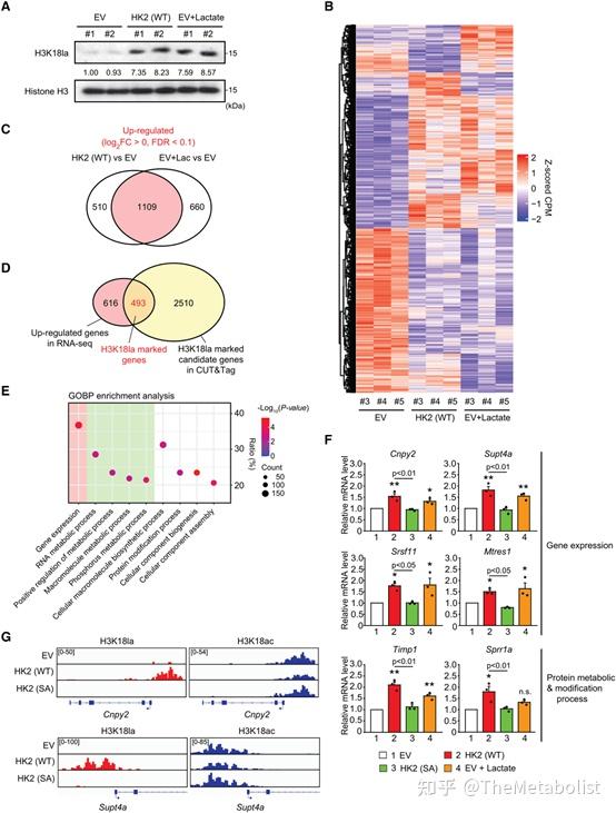 Cell Metabolism ：尊嘟假嘟，组蛋白乳酸化促进肝纤维化？ - 知乎